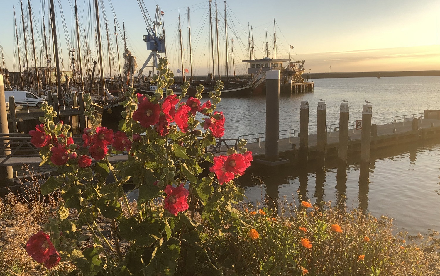 Zilte Zaken | 18 oktober 2023 - Zilt